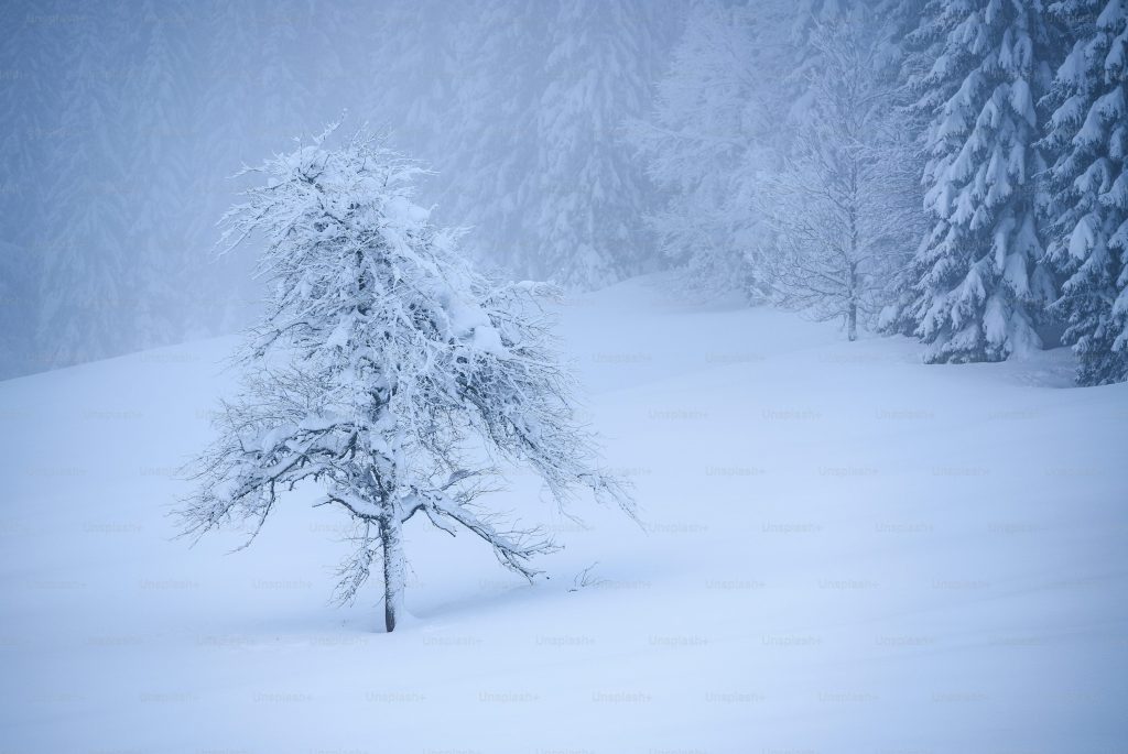 March is Here and NOAA's Latest Snow Forecast Reveals Winners and ...